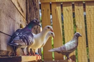 The Ultimate Guide To Pigeon Farming – Pigeonpedia