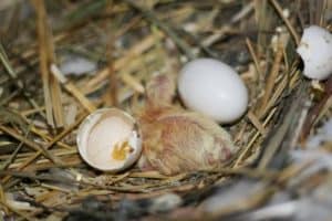 A Pigeon’s Life Cycle Explained – Pigeonpedia