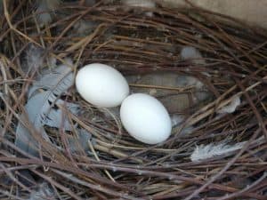 How Many Eggs Does a Pigeon Lay? – Pigeonpedia