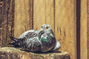 7 Signs Of Stress In Pigeons – Pigeonpedia