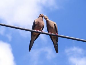 The Difference Between a Dove Vs a Pigeon Explained – Pigeonpedia