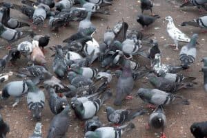 Pigeon Green Poop: Causes & Treatments – Pigeonpedia