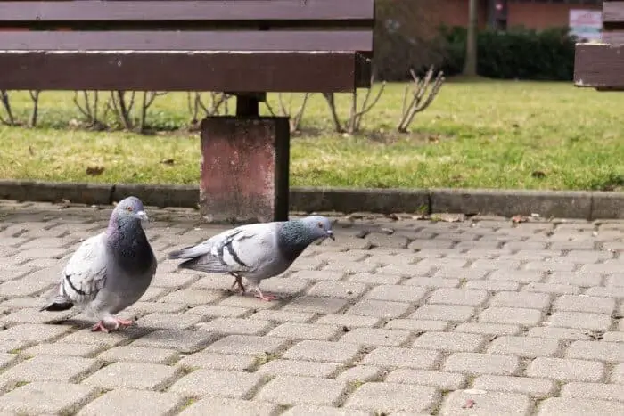 Why Do Pigeons Bow? – Pigeonpedia