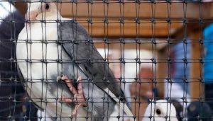 5 Best Pigeon Traps That Are Effective & Safe – Pigeonpedia