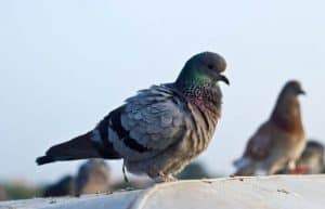 Pigeon Keeping for Beginners: What You Need To Know – Pigeonpedia