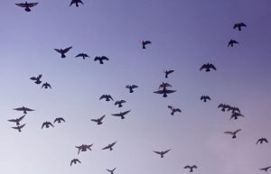 Do Homing Pigeons Get Lost? – Pigeonpedia
