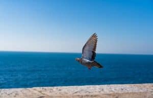 The Complete Guide To Pigeons (Columbidae) – Pigeonpedia