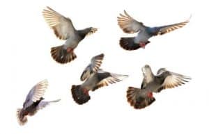 Do Pigeons Migrate? – Pigeonpedia