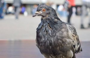 Mycoplasmosis in Pigeons – Pigeonpedia