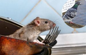 Do Rats Eat Pigeons? – Pigeonpedia