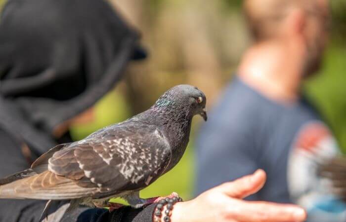7 Famous Pigeon Fanciers – Pigeonpedia