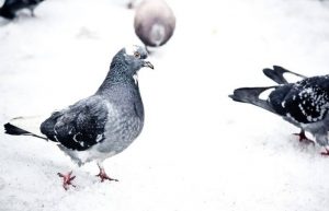 How Cold Is Too Cold For Pigeons? – Pigeonpedia