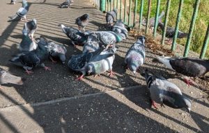 The Complete Guide To Pigeons (Columbidae) – Pigeonpedia