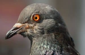 A Pigeon’s Beak: All You Need To Know + Common Problems – Pigeonpedia