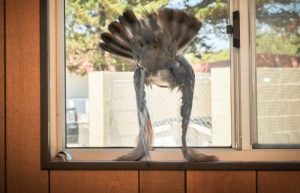 Pigeon Sitting Not Moving Meaning – 7 Reasons – Pigeonpedia