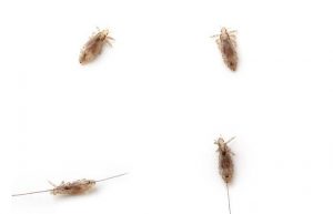 Pigeon Lice: Everything You Need To Know About Them – Pigeonpedia