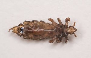 Pigeon Lice: Everything You Need To Know About Them – Pigeonpedia