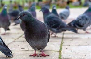 24 Pigeon Puns – Pigeonpedia