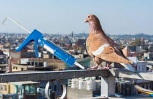 Pigeon Repellent Gel – Everything You Need to Know – Pigeonpedia