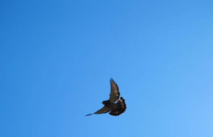 Why Do Pigeons Fly in Circles? – Pigeonpedia