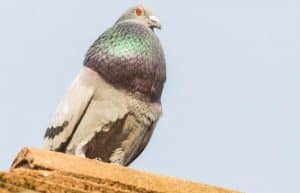 Why Do Pigeons Puff Up Their Chests? 4 Reasons – Pigeonpedia