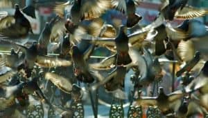 Do Pigeons Attack Humans? – Pigeonpedia