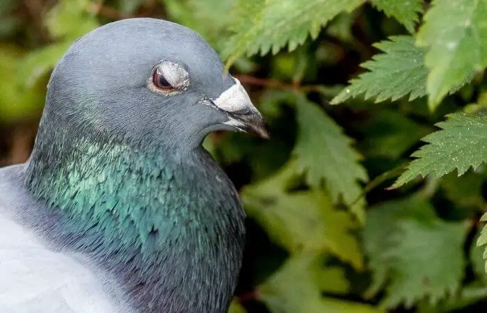 Do Pigeons Blink? – Pigeonpedia
