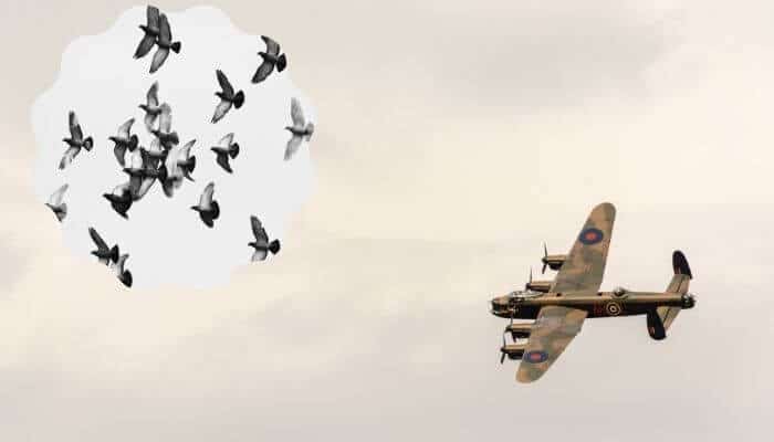 How Many Pigeons Died in WW2? – Pigeonpedia