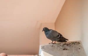 Why Do Pigeons Poop So Much? – Pigeonpedia