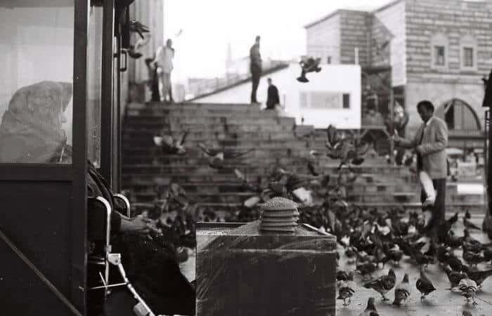 Why are Pigeons Everywhere? – Pigeonpedia