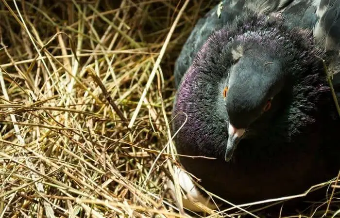 Do Pigeons Lay Eggs Without Mating? – Pigeonpedia