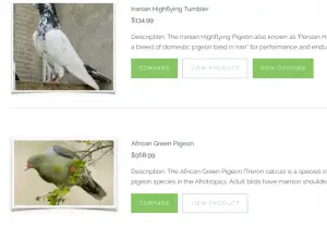 Where To Buy Pigeons: 17+ Places With Pigeons For Sale – Pigeonpedia