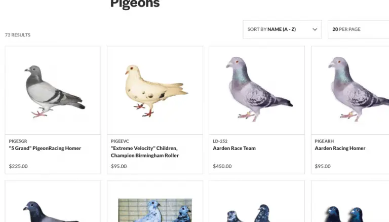 Where To Buy Pigeons: 17+ Places With Pigeons For Sale – Pigeonpedia