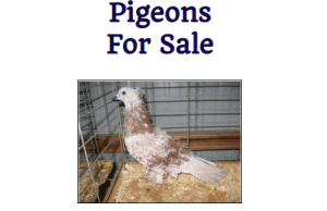 Where To Buy Pigeons: 17+ Places With Pigeons For Sale – Pigeonpedia