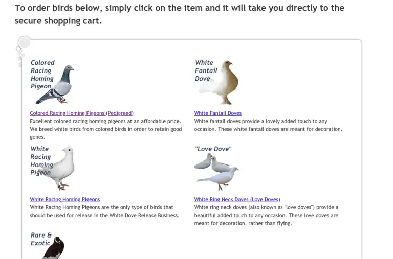 Where To Buy Pigeons: 17+ Places With Pigeons For Sale – Pigeonpedia