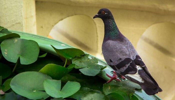 Why Do Pigeons Eat Leaves? – Pigeonpedia