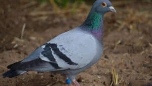 9 Racing Pigeon Tips – Pigeonpedia