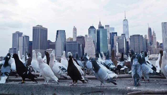 How Many Pigeons Live In New York City? – Pigeonpedia