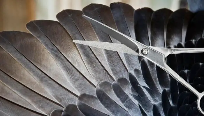 How To Cut A Pigeon’s Wings Correctly – Pigeonpedia