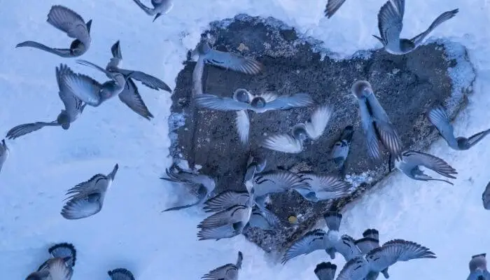 What Are Pigeons Good For? 5 Things – Pigeonpedia