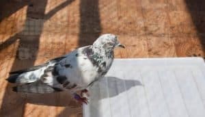 Tippler Pigeons: Breed Information & Facts – Pigeonpedia