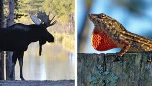 Dewlap Pigeons: Breed Guide – Pigeonpedia