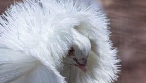 The Jacobin Pigeon: Breed Guide – Pigeonpedia