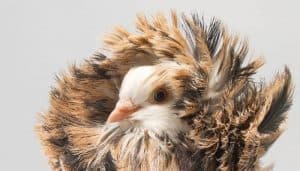 Pictures Of Pigeons and Doves: 26 Different Breeds – Pigeonpedia