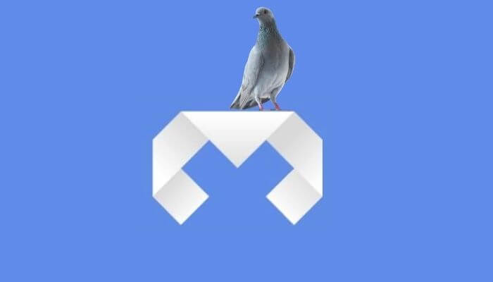 What is Pigeoncoin & How It Can Be Used – Pigeonpedia