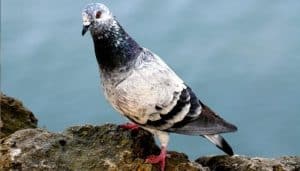 Pictures Of Pigeons and Doves: 26 Different Breeds – Pigeonpedia
