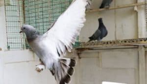 Tippler Pigeons: Breed Information & Facts – Pigeonpedia