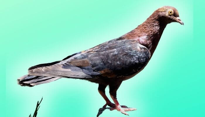 Archangel Pigeon: Breed Guide – Pigeonpedia