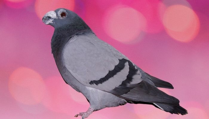 Dragoon Pigeon: Breed Guide – Pigeonpedia