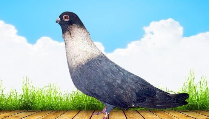 Egyptian Swift Pigeon: Breed Guide – Pigeonpedia
